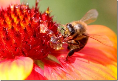 A HOMBROS DE ATLAS: Néctar